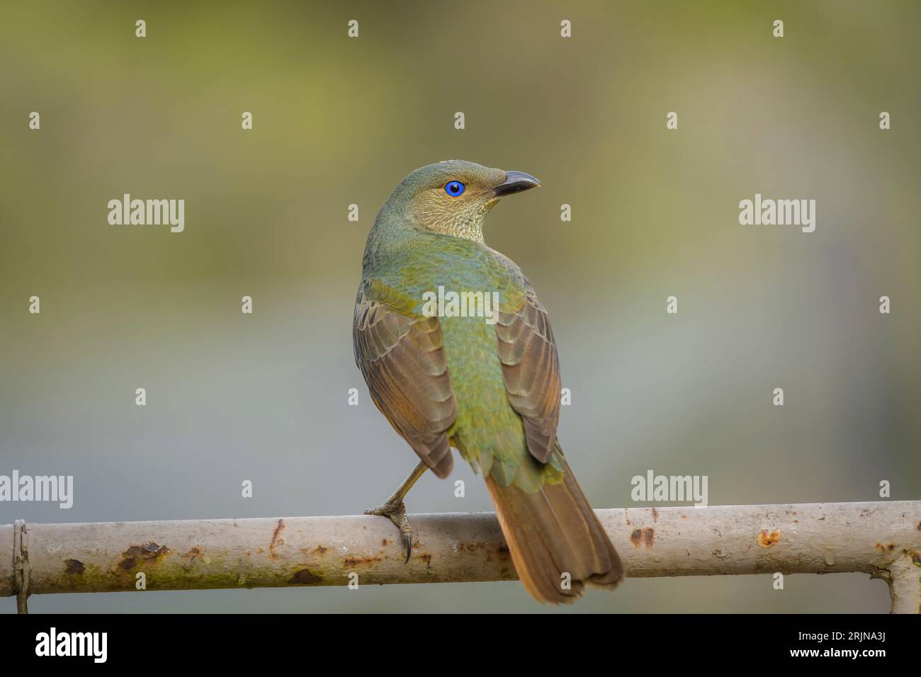 Satin bowerbird nest hi-res stock photography and images - Alamy