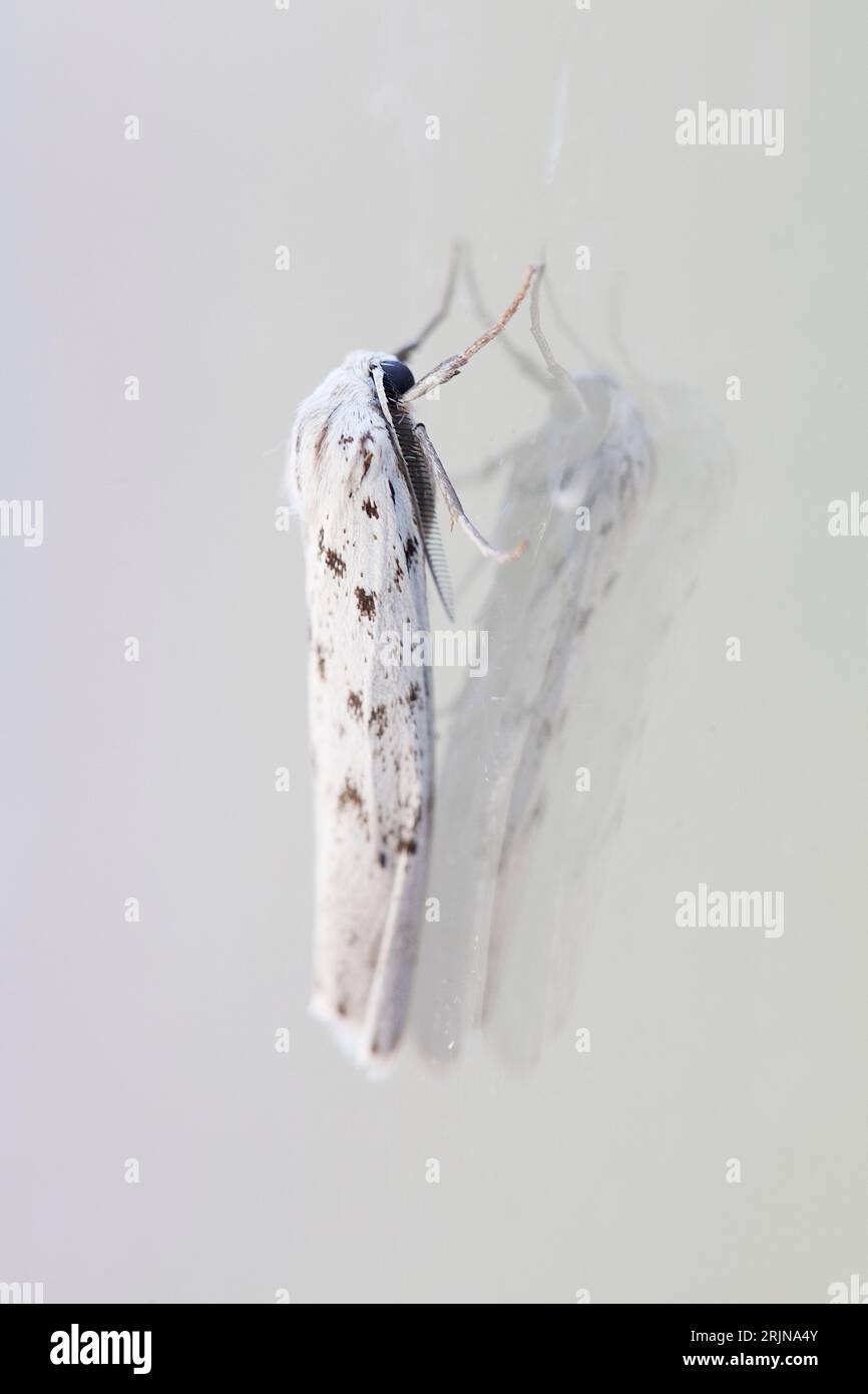 White Ermine moth on window Stock Photo - Alamy
