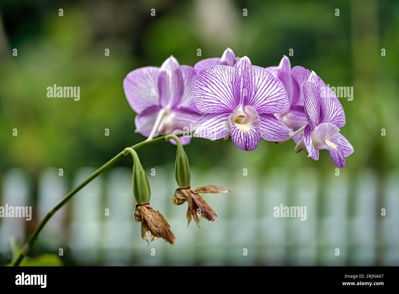 A Queen Victoria Dendrobium orchid in a lush garden setting in Mahe ...