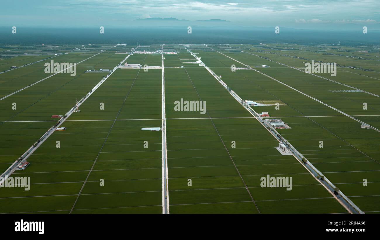 Aerial view vibrant paddy hi-res stock photography and images - Alamy