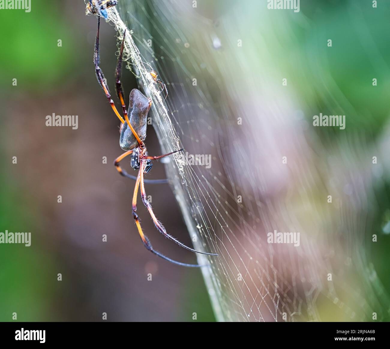 Closeup shot of a stunning Seychelles palm spider perched in its web in ...