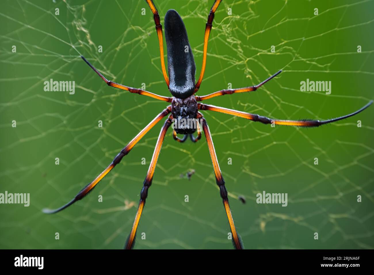 Spider in seychelles hi-res stock photography and images - Alamy