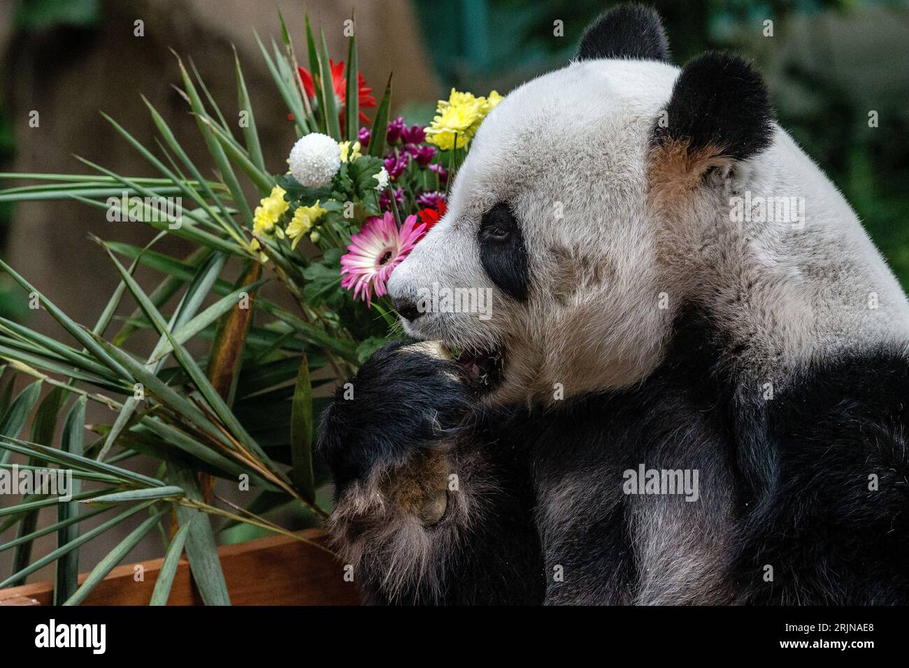 Kuala Lumpur, Kuala Lumpur, Malaysia. 23rd Aug, 2023. Giant female ...