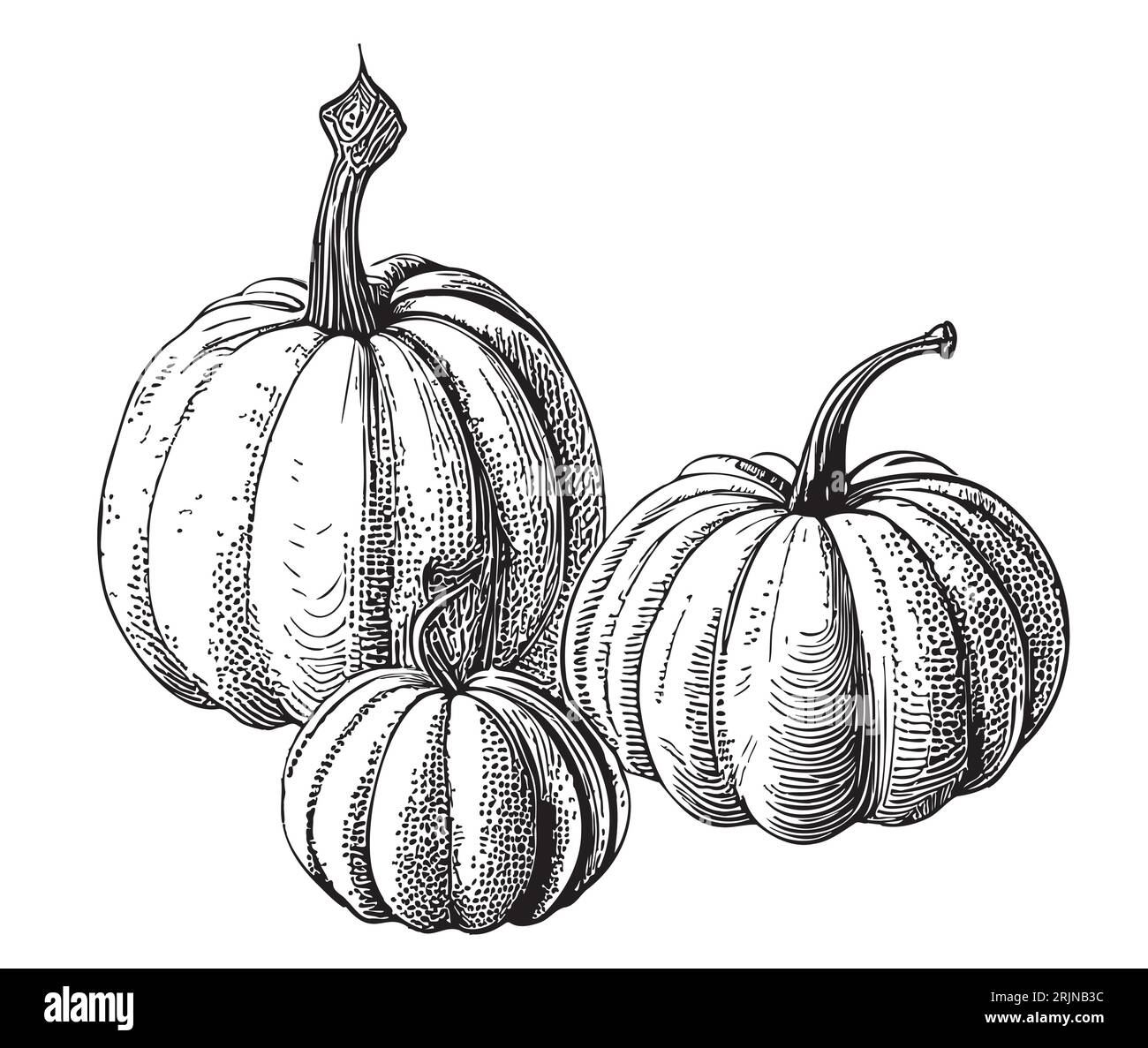 Pumpkins Retro Sketch Hand Drawn Illustration Thanksgiving Day Stock ...