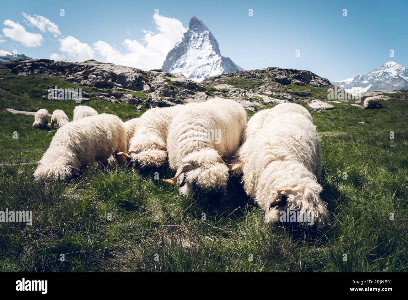 Swiss alps valais blacknose hi-res stock photography and images - Alamy