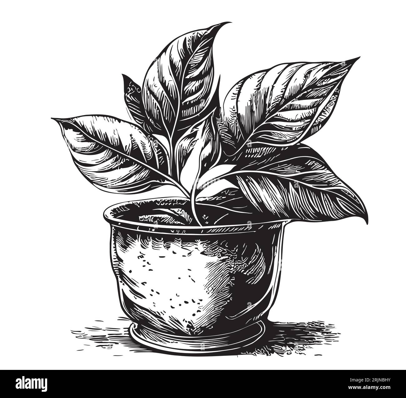 Pen drawing plants hi-res stock photography and images - Alamy