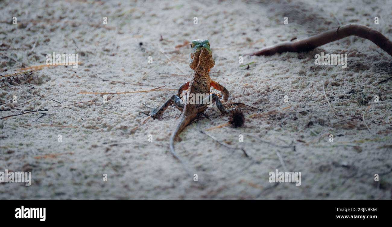 This stock image features a stunning closeup of a vivid, brightly ...