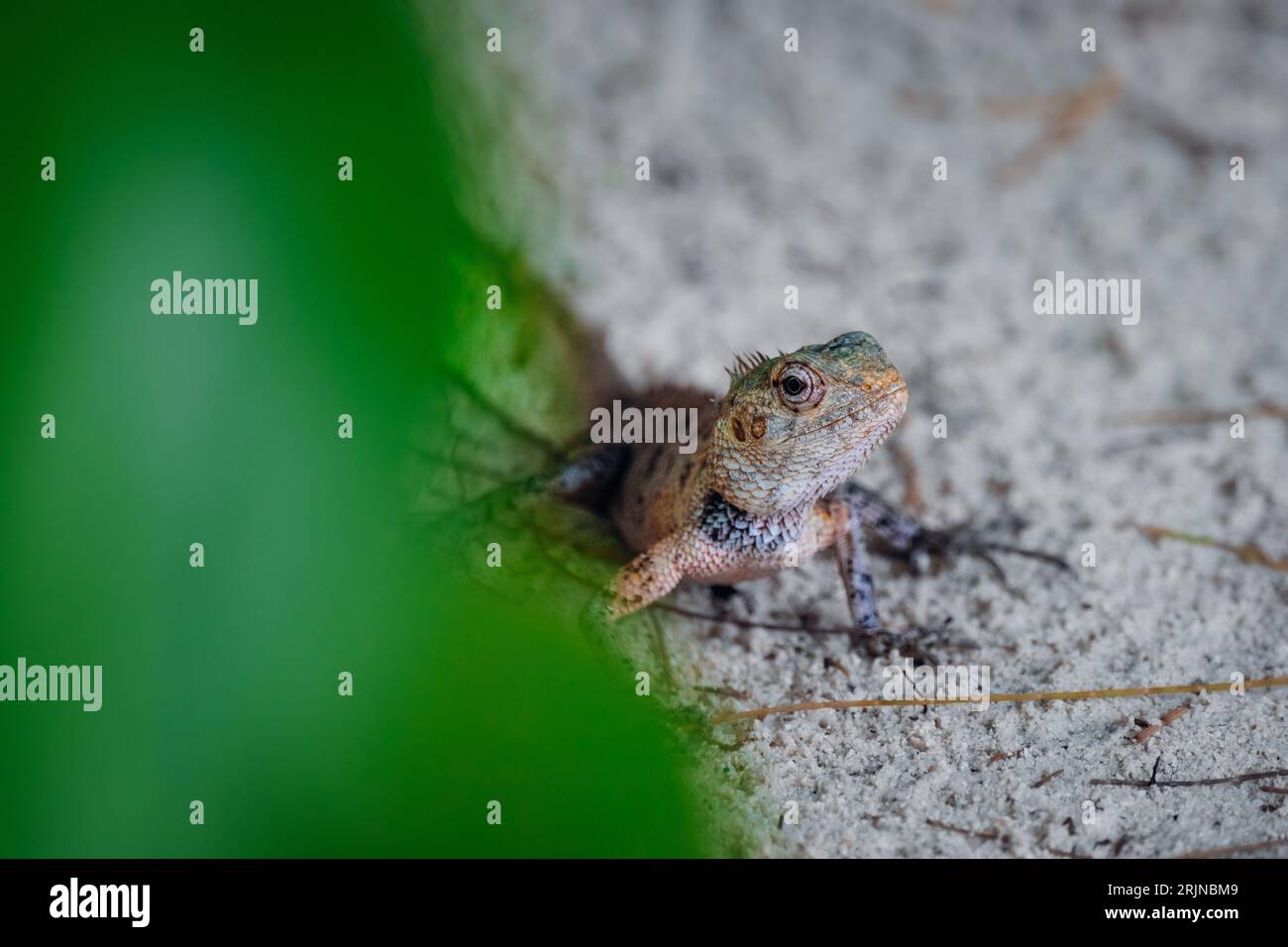This stock image features a stunning closeup of a vivid, brightly ...