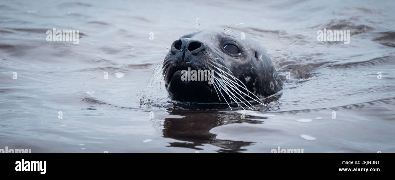 This stock photo features a wild seal swimming in the crystal clear ...