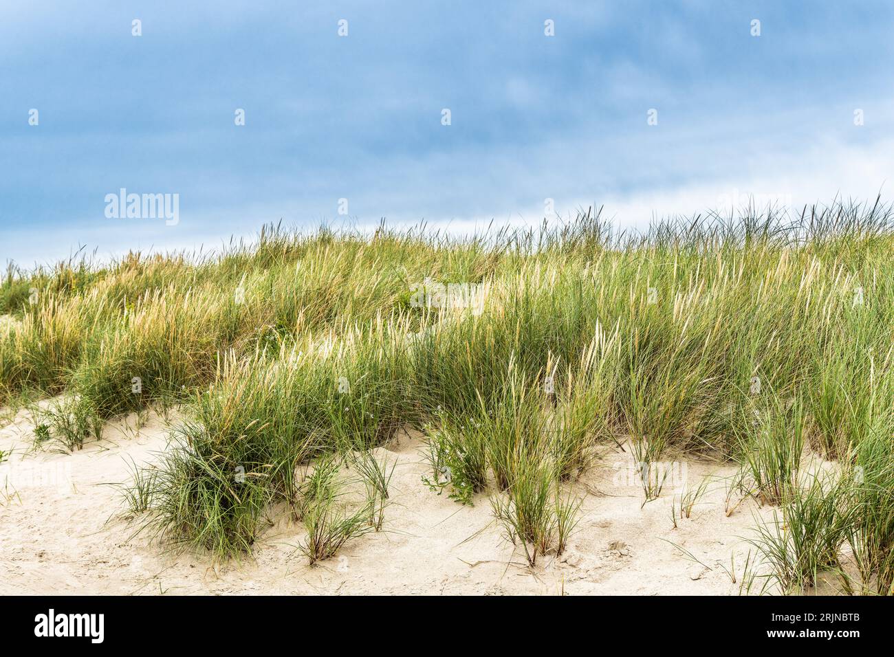 Dunes on Rindby Beach Fanoe at the North Sea, Denmark Stock Photo - Alamy