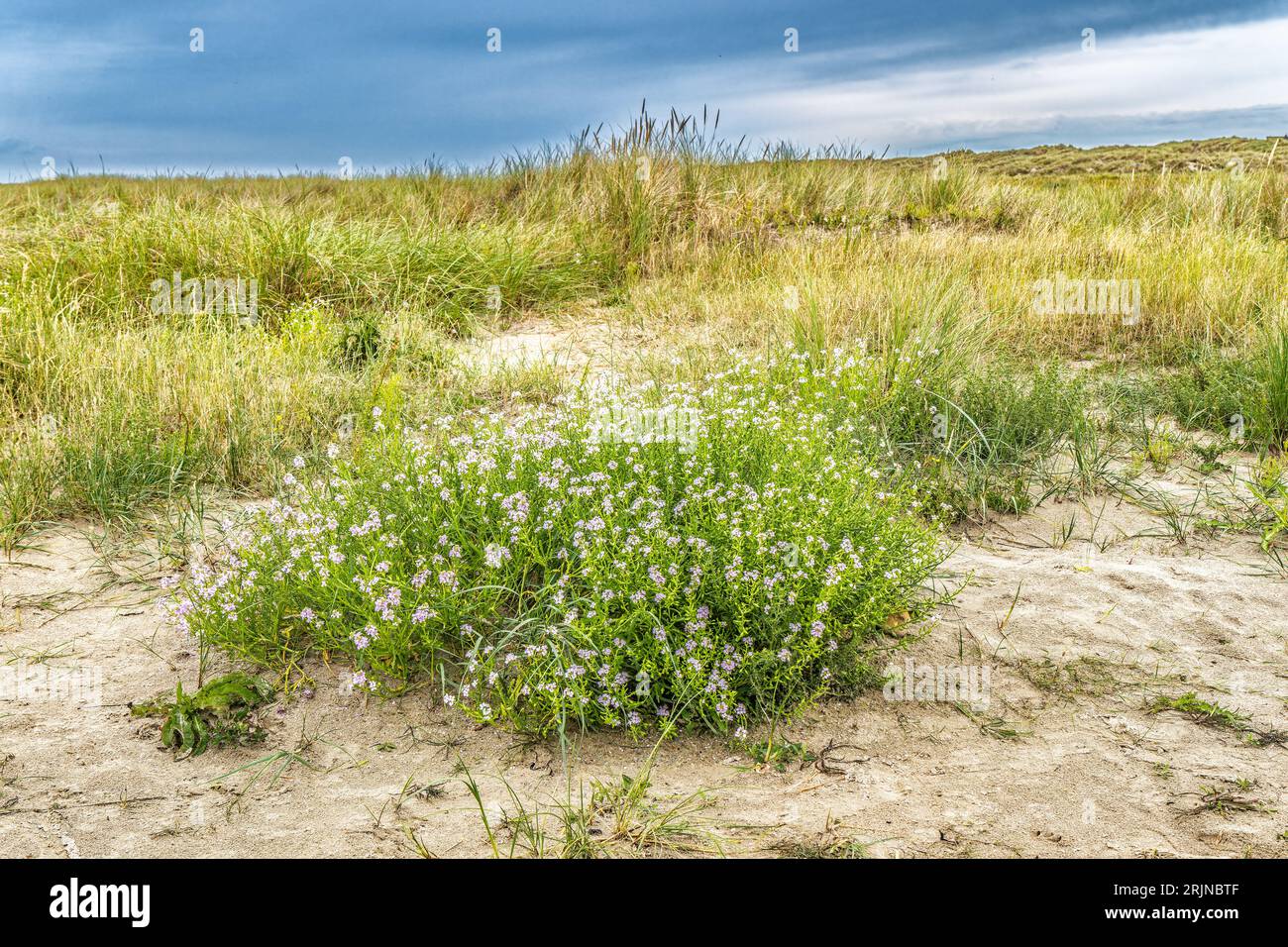 Fano beach hi-res stock photography and images - Alamy