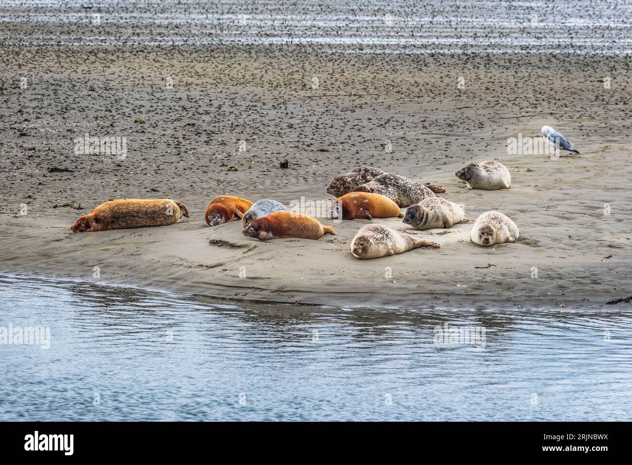 Mammals of denmark hi-res stock photography and images - Alamy