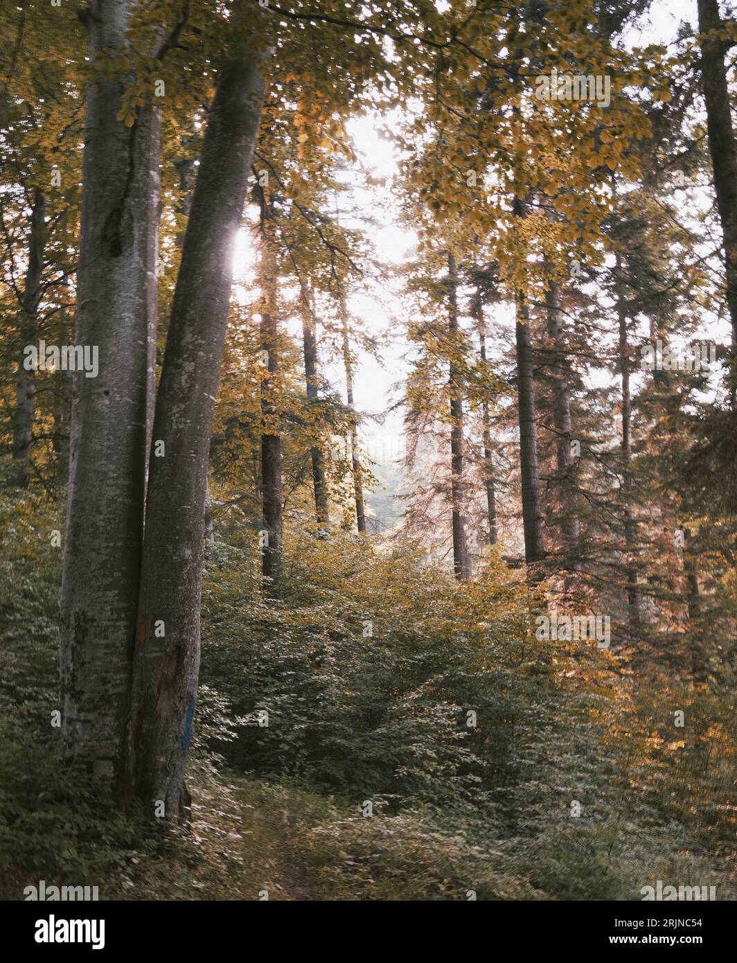 a tranquil landscape of a wooded area on the side of a hill, with a ...