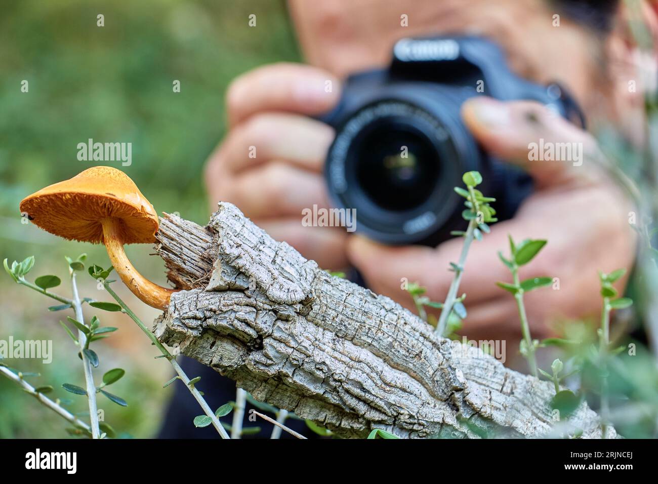 Snap branch hi-res stock photography and images - Alamy