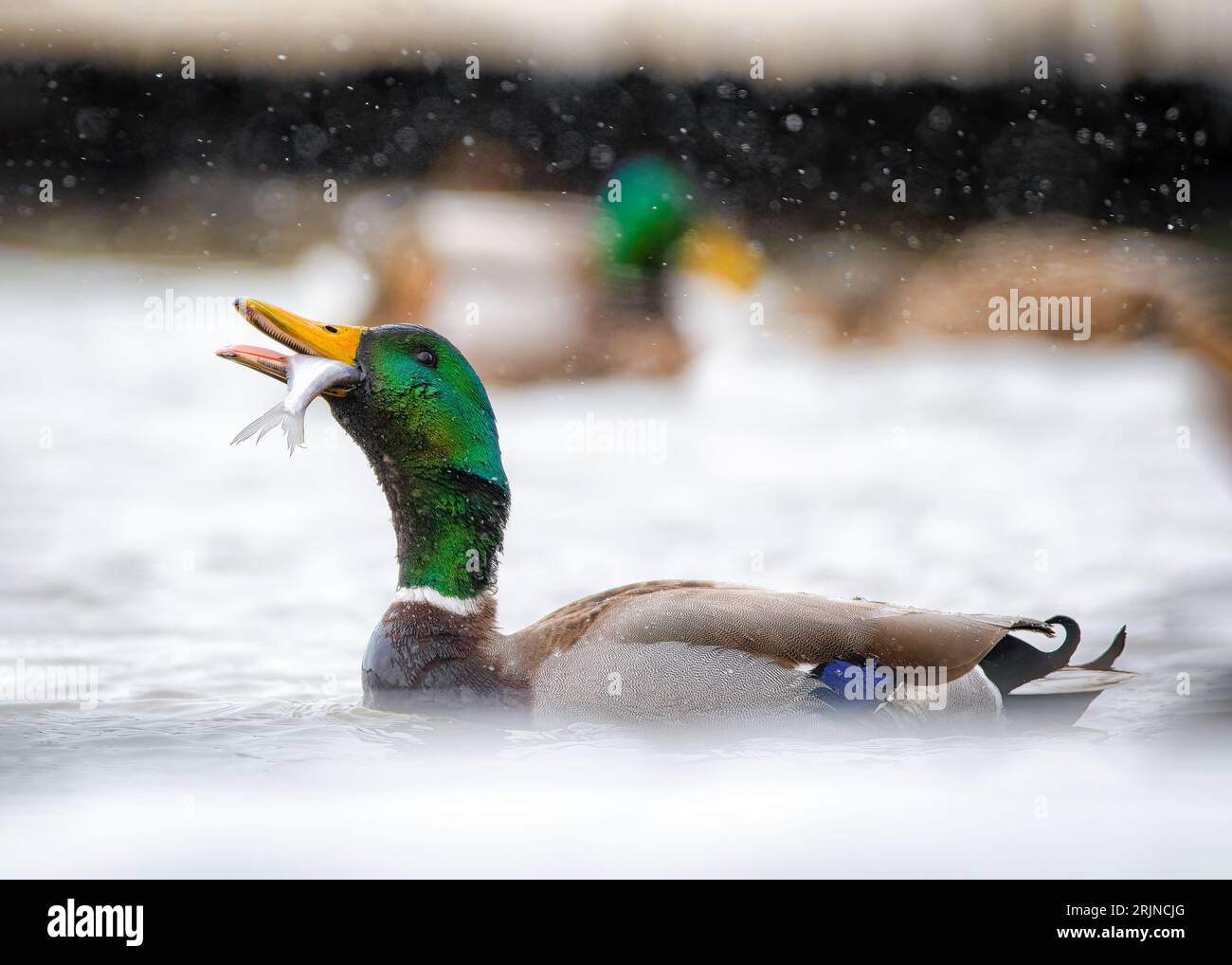 A closeup of a duck eating a fish, swimming in a pond Stock Photo - Alamy