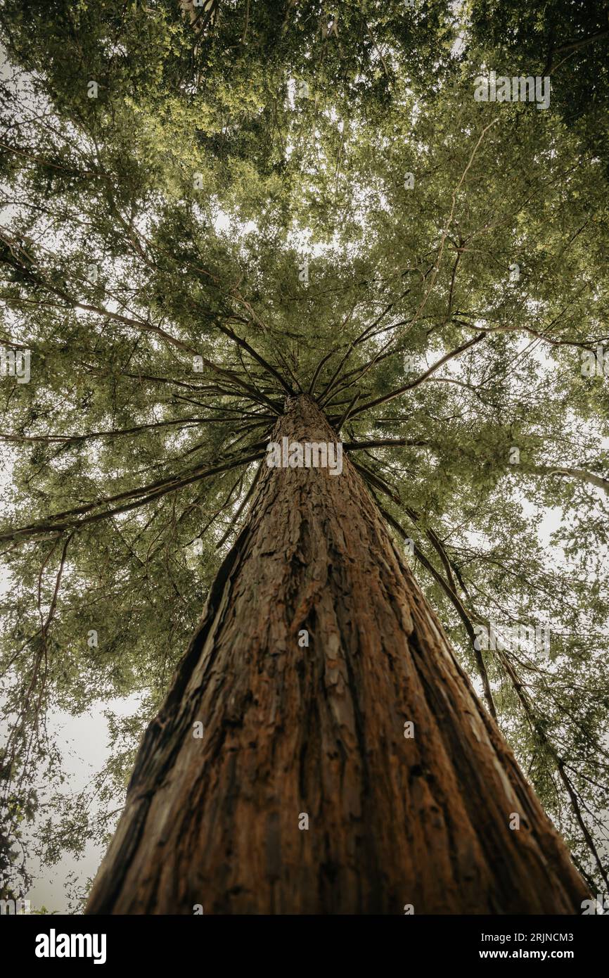 A low angle shot of tall lush green trees under the blue sky Stock ...