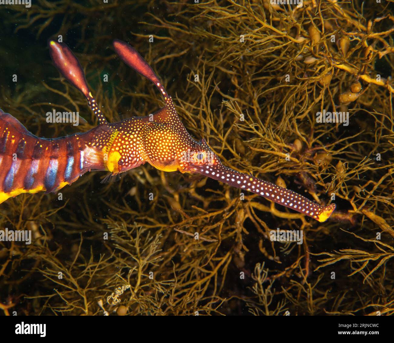 The body of a dragon and the tail of hi-res stock photography and ...