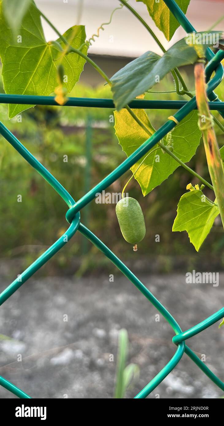 A vertical closeup of an unripe fruit in a garden behind a mesh fence ...