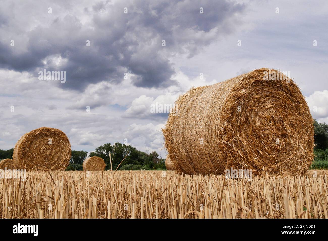 A vibrant, rural setting featuring an array of hay bales spread across ...