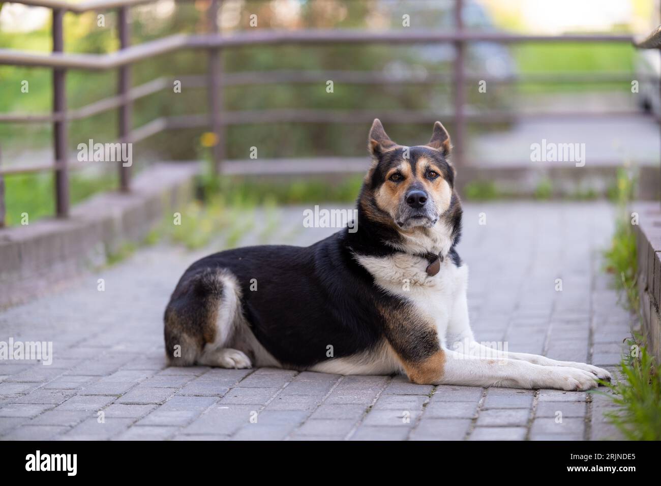 Zoo guards hi-res stock photography and images - Alamy