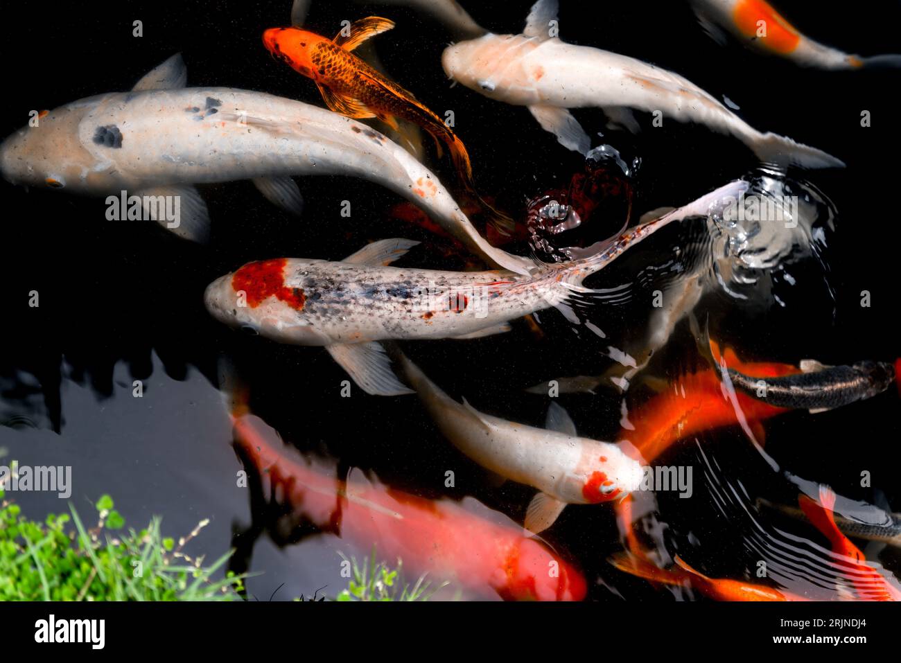 An array of colorful koi fish swimming in a pond of blue water Stock ...