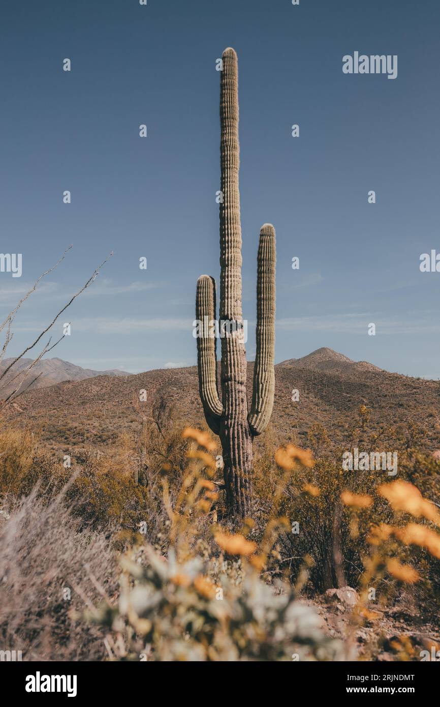 A vertical shot of a distinct cacti plant standing in the desert ...
