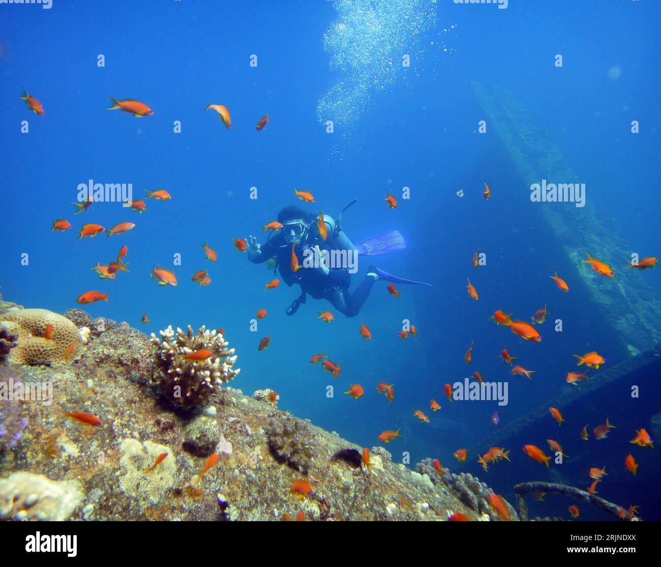 A diver diving in the red sea in Egypt Stock Photo - Alamy