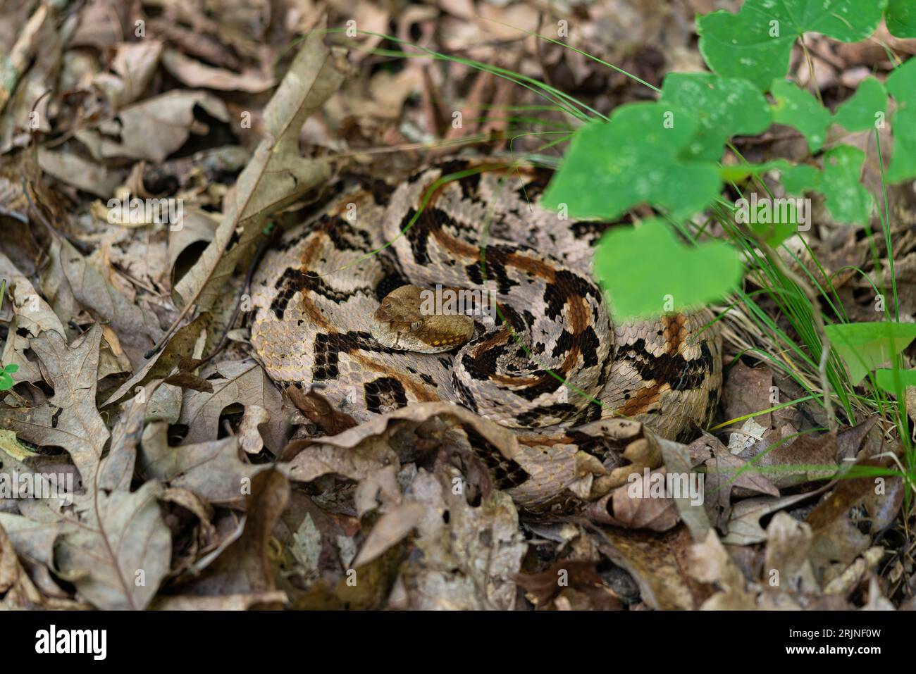 A timber rattlesnake (Crotalus horridus) is pictured in its natural ...