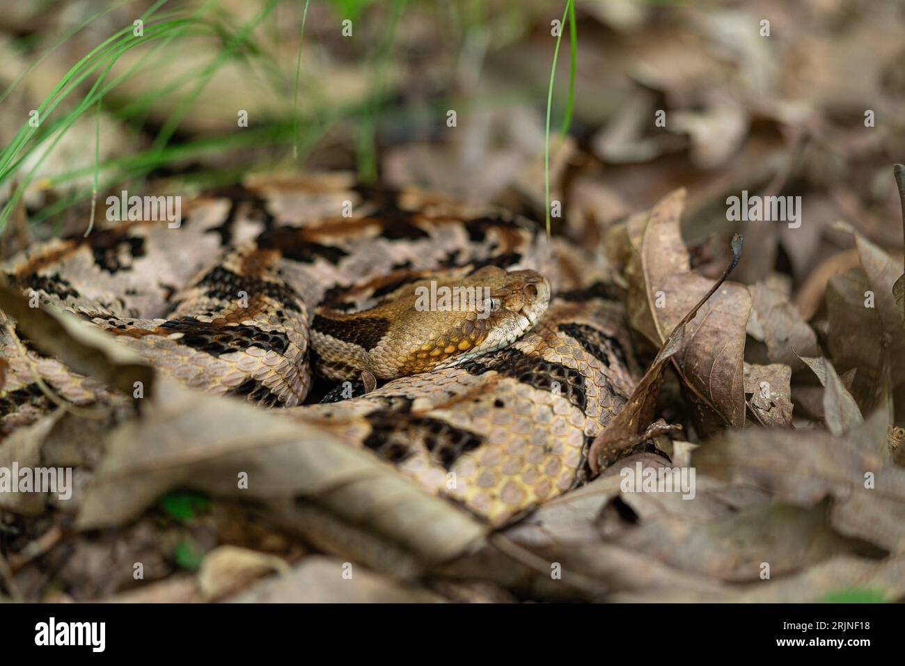 A timber rattlesnake (Crotalus horridus) is pictured in its natural ...