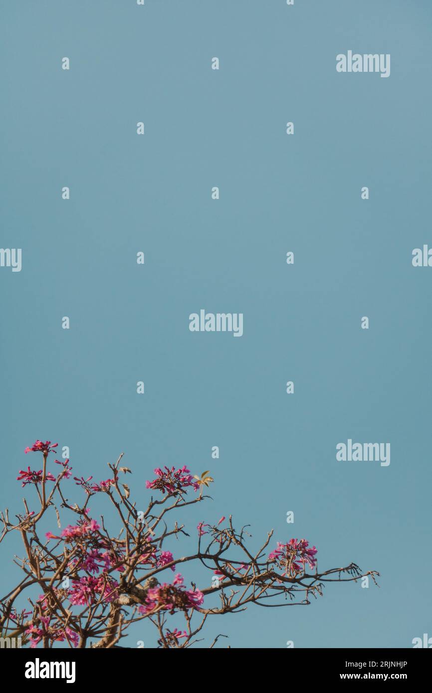 Pink sakura trees hi-res stock photography and images - Alamy