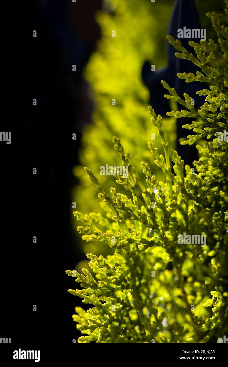 A vibrant green plant growing in a sun-drenched location, set in an ...