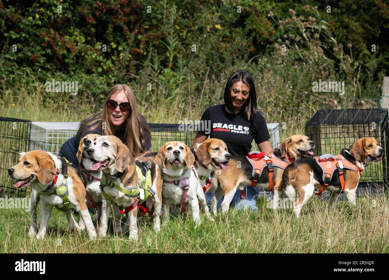 EDITORIAL USE ONLY Sam Kester and Pam Ghatoray with seven beagles ...