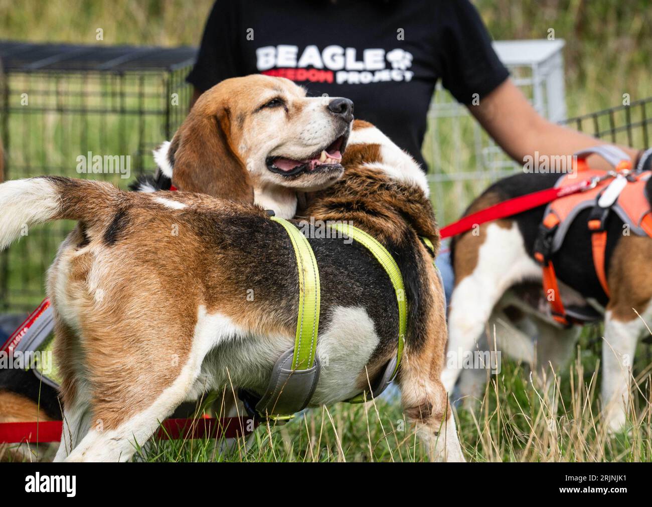 EDITORIAL USE ONLY Some of the seven beagles rescued by Beagle Freedom ...