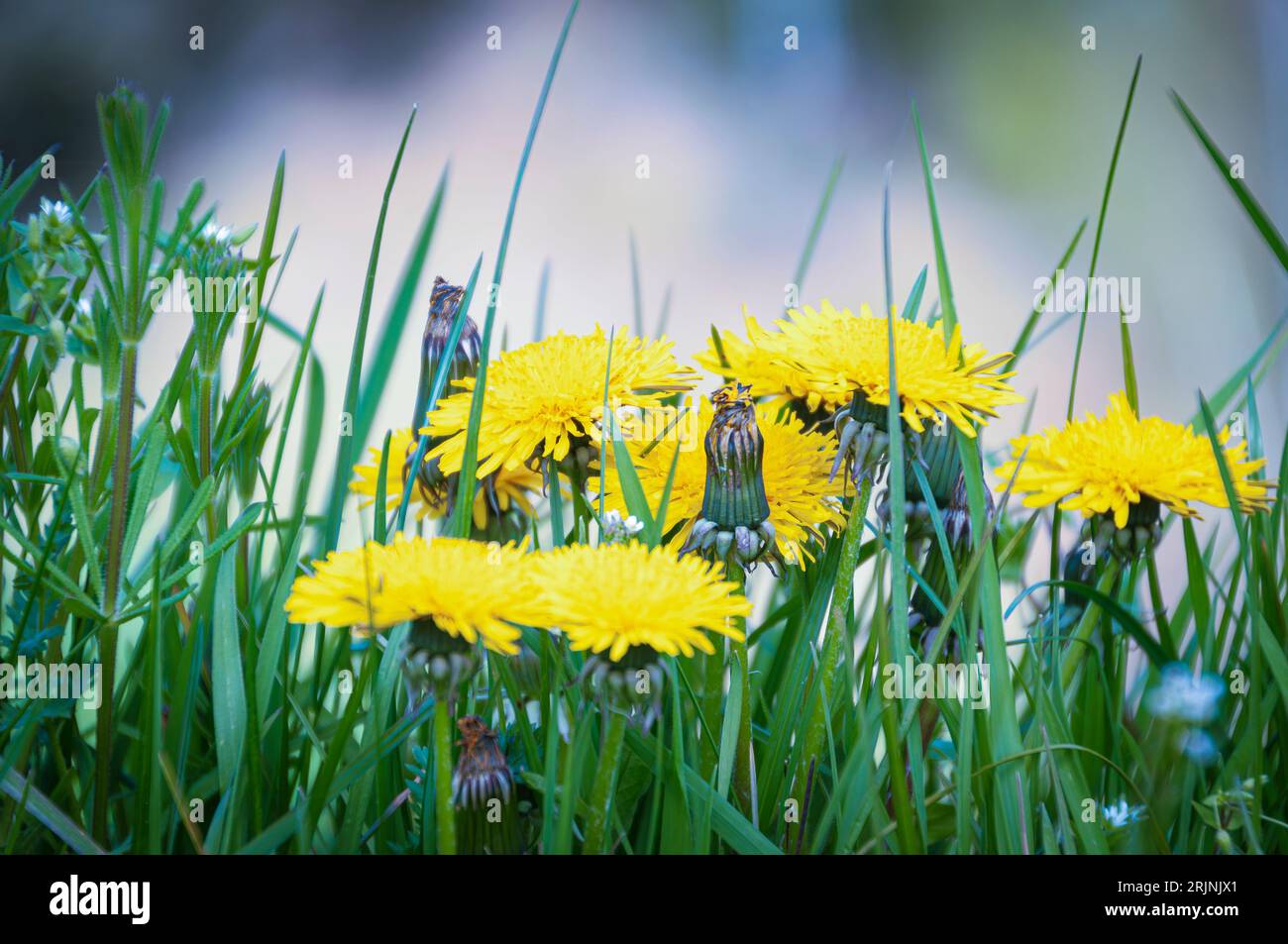 Lowenzahn hi-res stock photography and images - Alamy