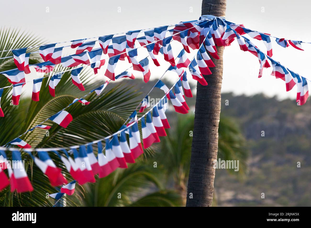 French flag buntings hanging from a central palm tree to every ...