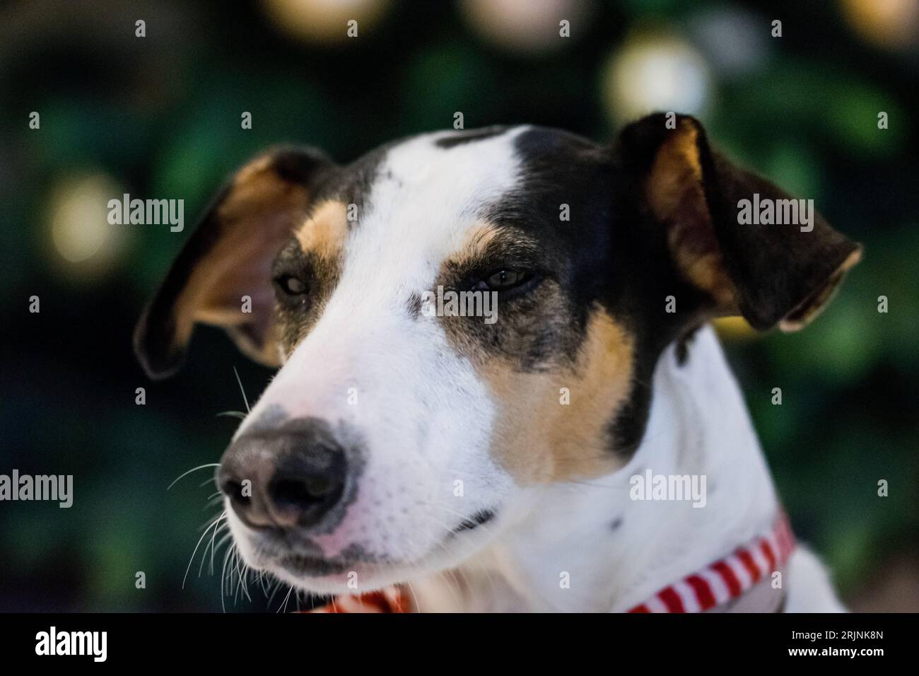 Close up shot of the face of a white fox terrier and pointer cross mix ...