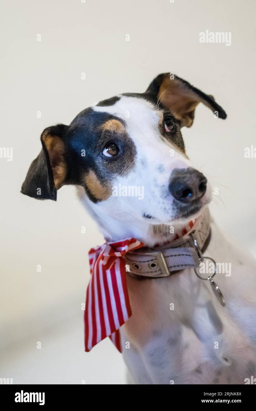 Close-up shot of the face of a white fox terrier and pointer cross mix ...