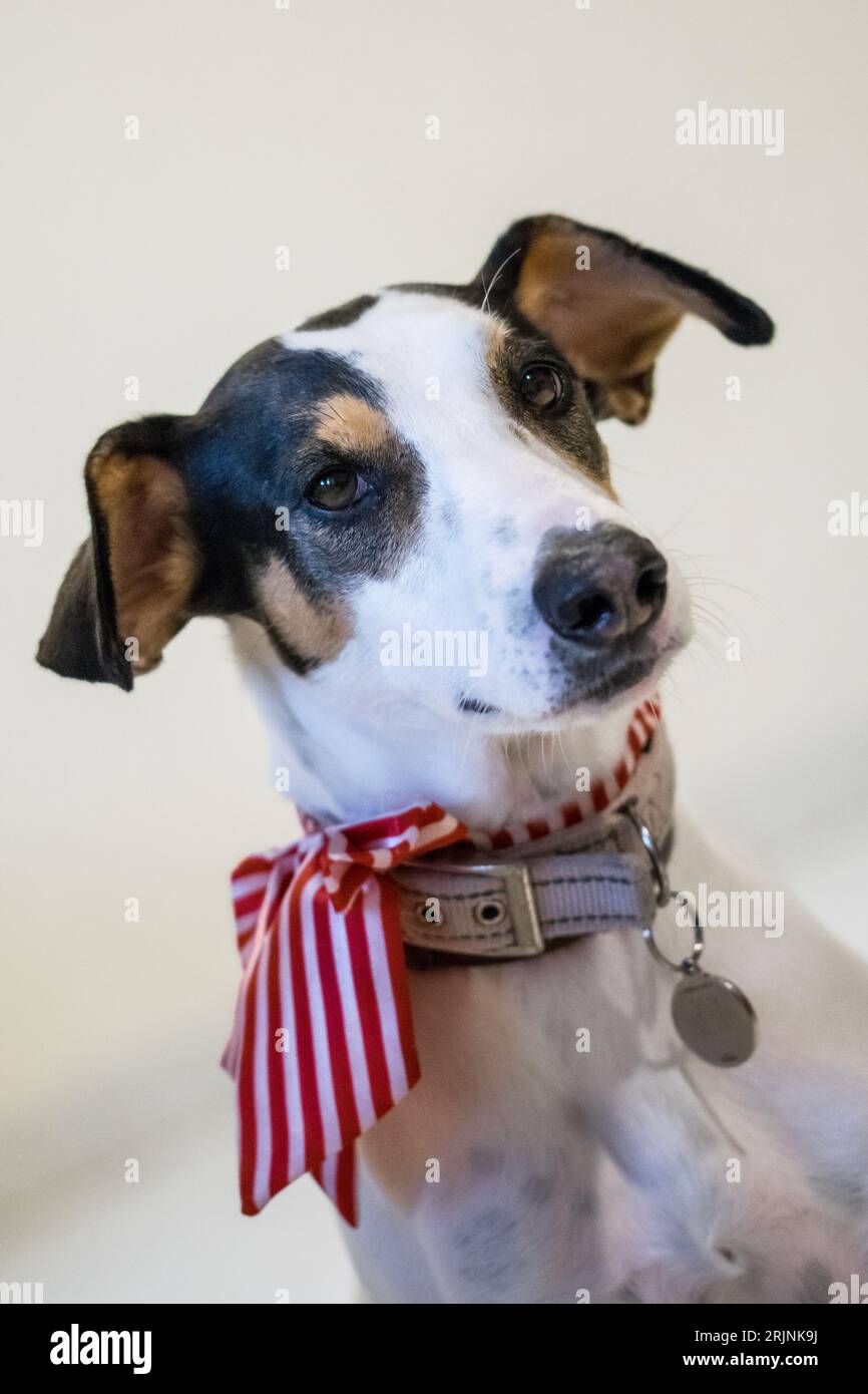 Close up shot of the face of a white fox terrier and pointer cross mix ...