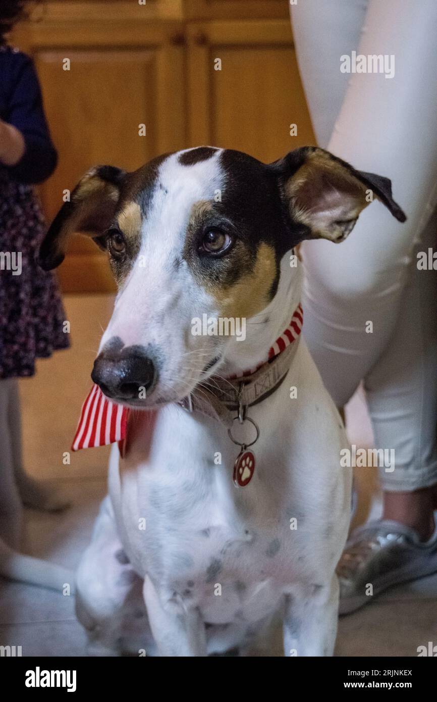 Close up shot of the face of a white fox terrier and pointer cross mix ...