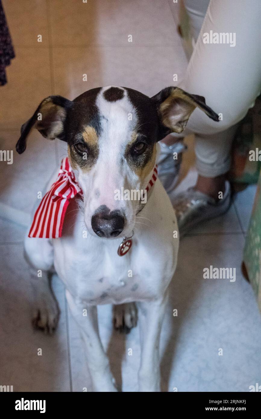Close up shot of the face of a white fox terrier and pointer cross mix ...