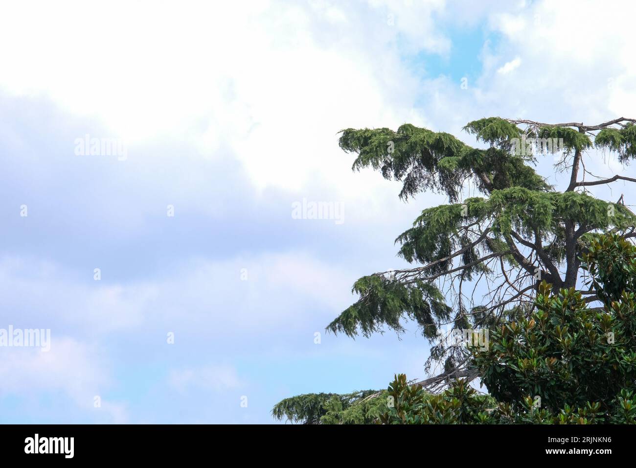 Tree and cloudy sky background. Open space area Stock Photo - Alamy