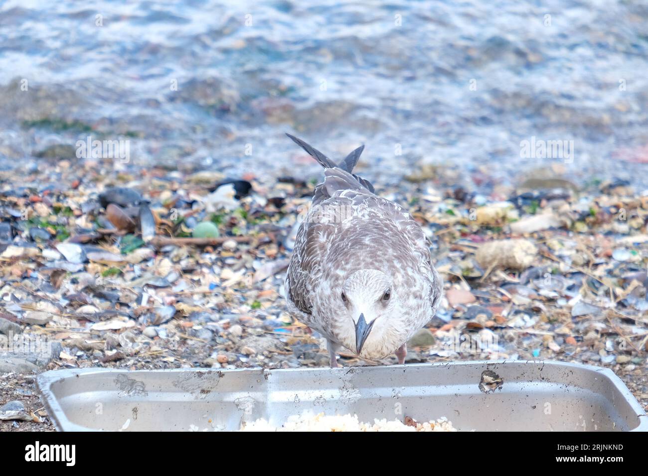 Seagull eating food near sea beach Stock Photo - Alamy
