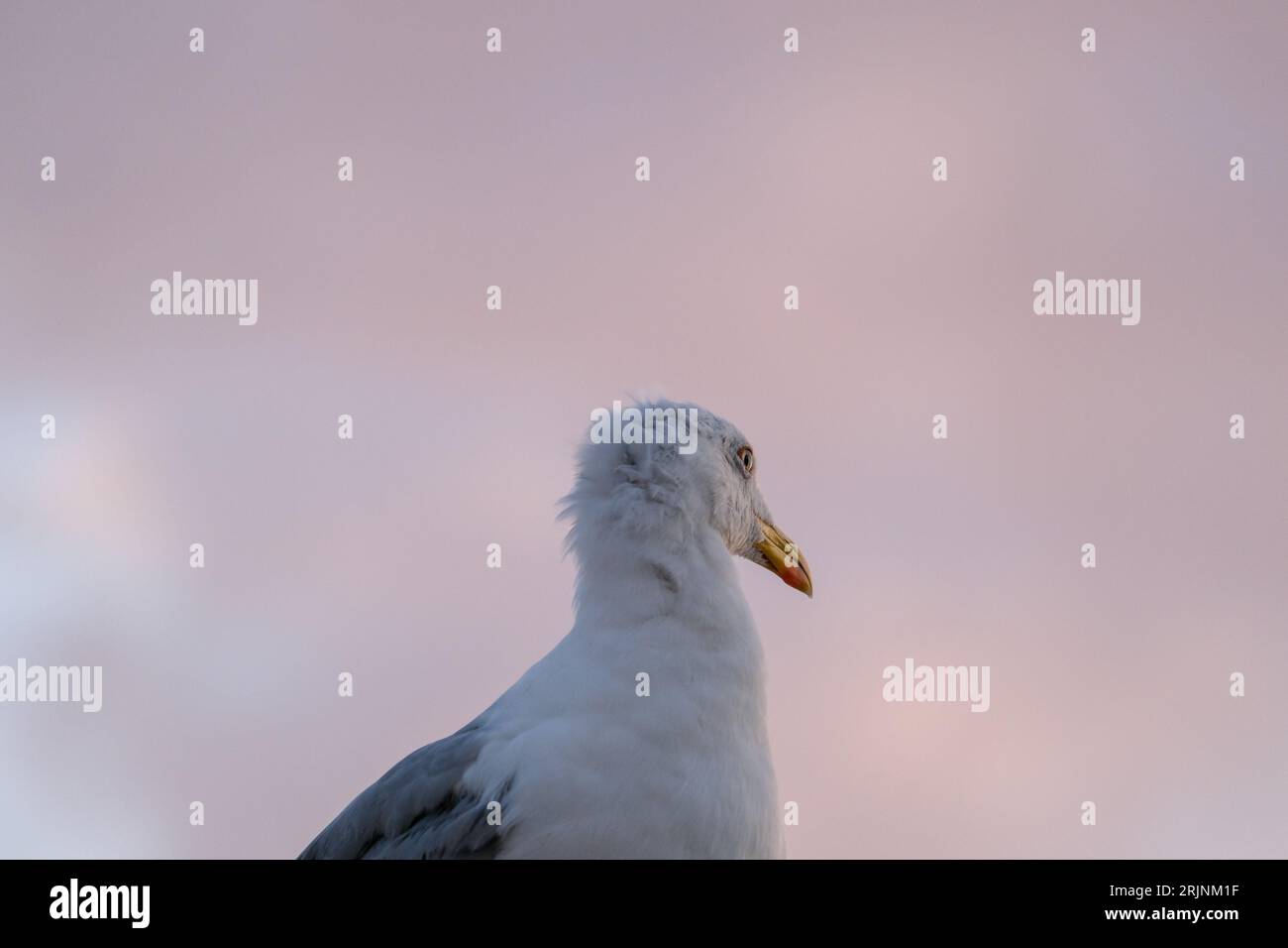 Close up seagull head neck beak details with blurred background ...