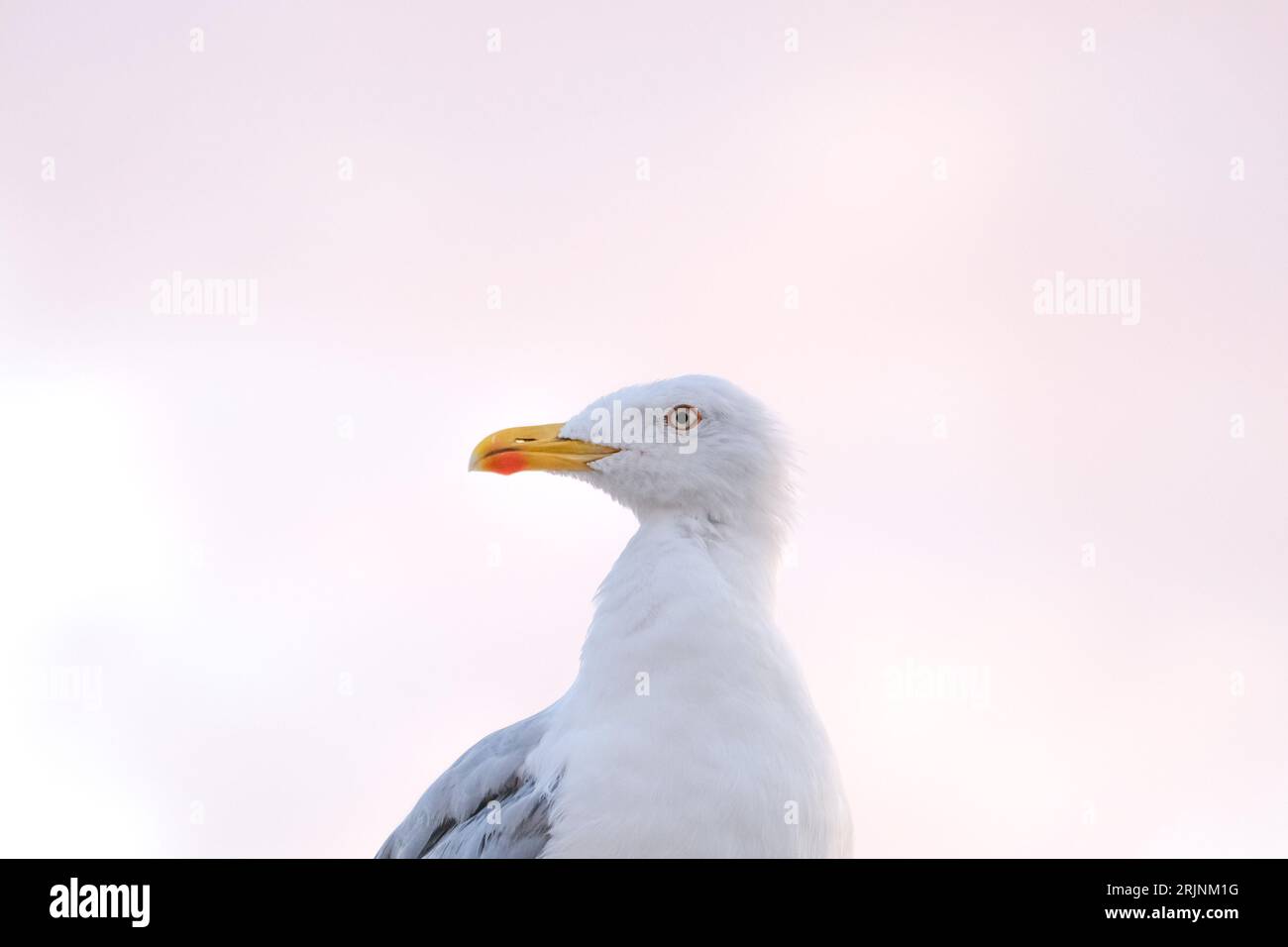 Close up seagull head neck beak details with blurred background ...