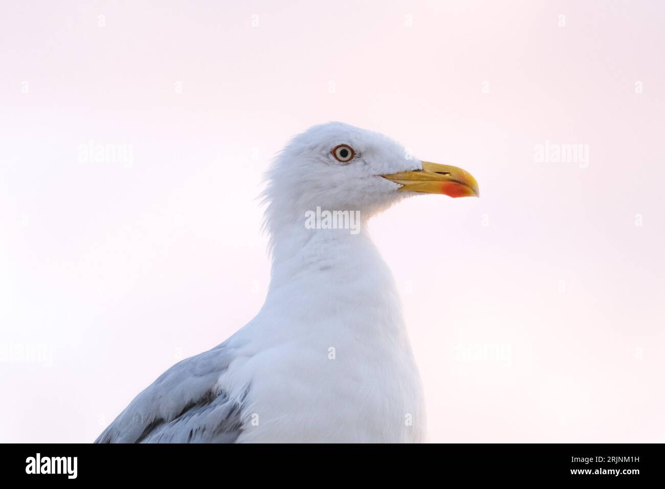 Close up seagull head neck beak details with blurred background ...