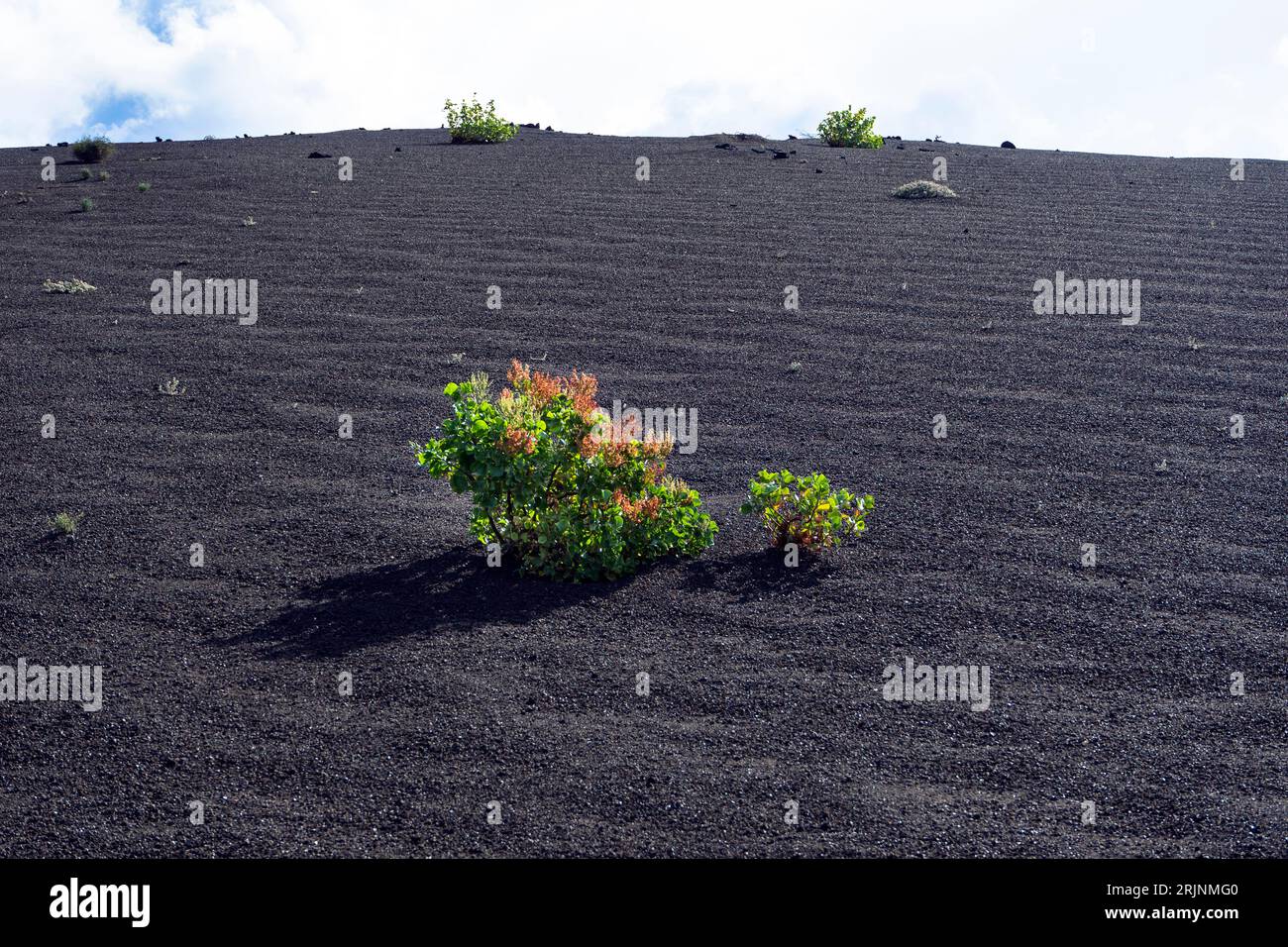 Lava flower hi-res stock photography and images - Alamy