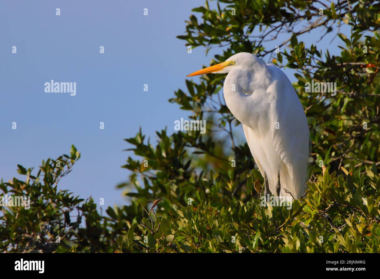 A white eastern great egret (Ardea alba modesta) perched atop a tree ...