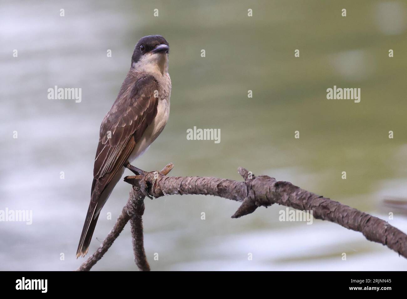A Royal tyrannus (Tyrannus) perched on a thin branch in front of a ...