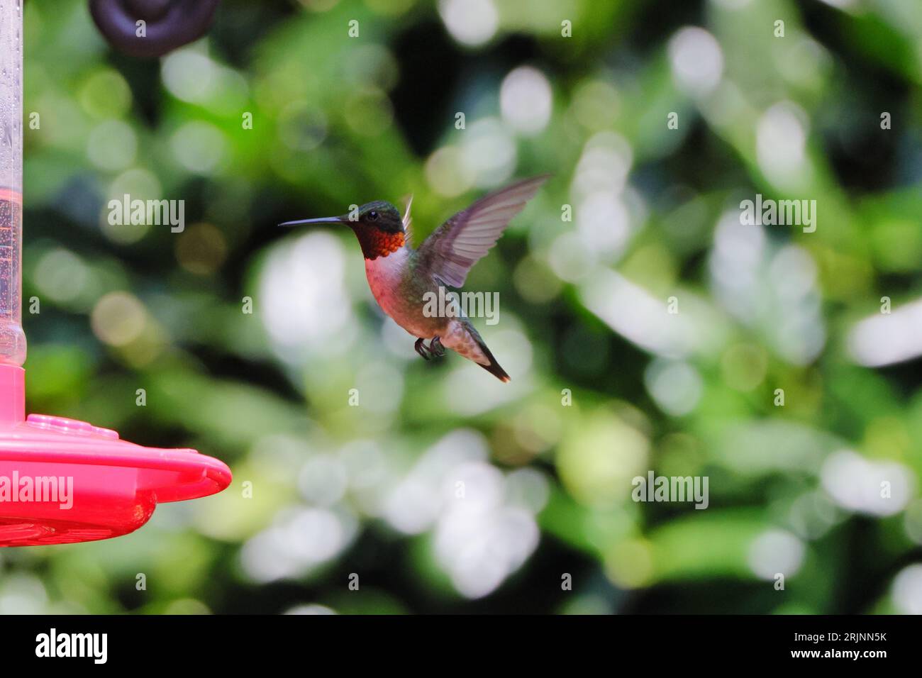 A ruby-throated hummingbird (Archilochus colubris) soaring close to a ...