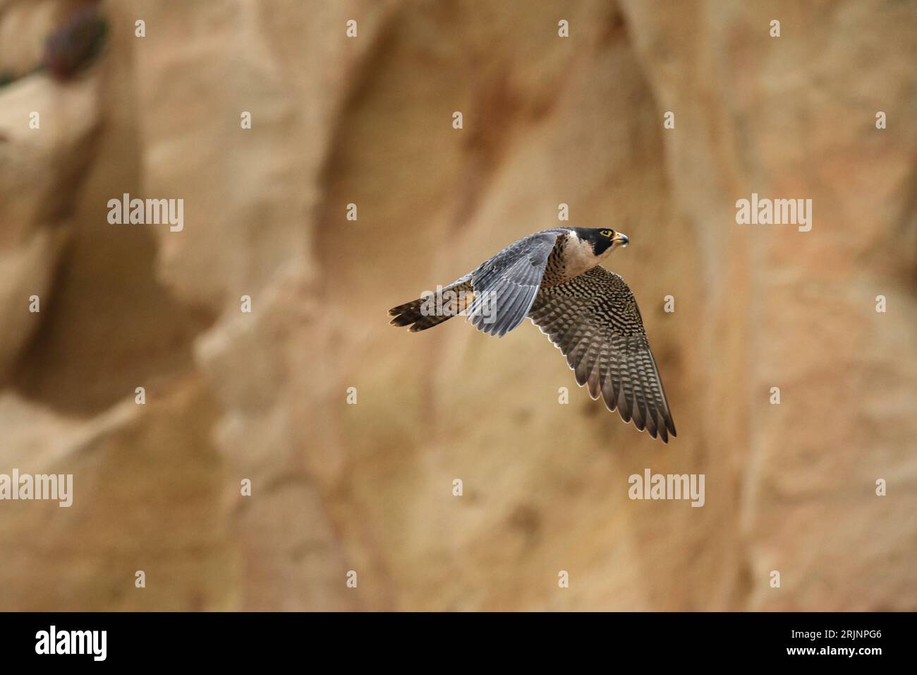 Shaheen falcon hi-res stock photography and images - Alamy